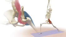 Psoas „sval duše“ | Království jógy a ájurvédy